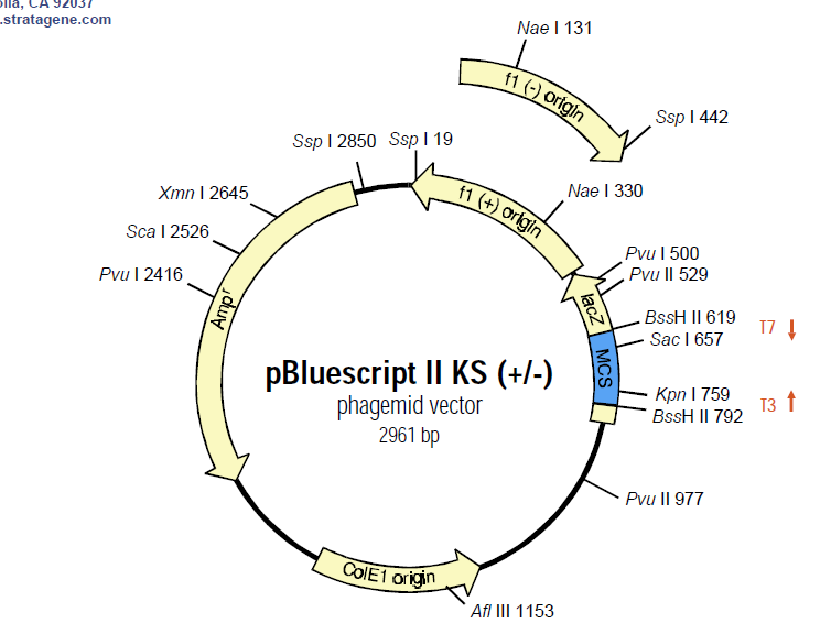 pBluescript II KS(+)载体_质粒图谱 - 优宝生物
